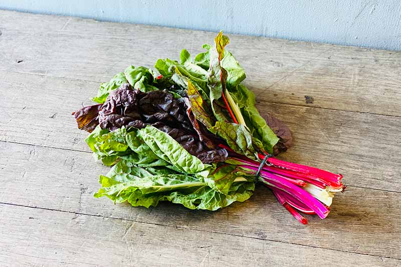 Organic Swiss Chard – Farm Link Hawaiʻi