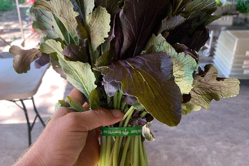 Organic Purple Mustard Green – Farm Link Hawaiʻi