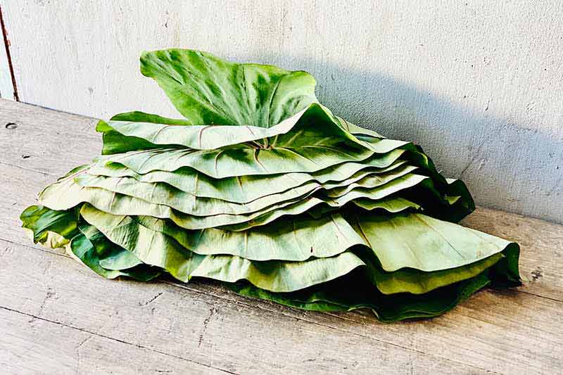 Organic Lūʻau Leaf – Farm Link Hawaiʻi
