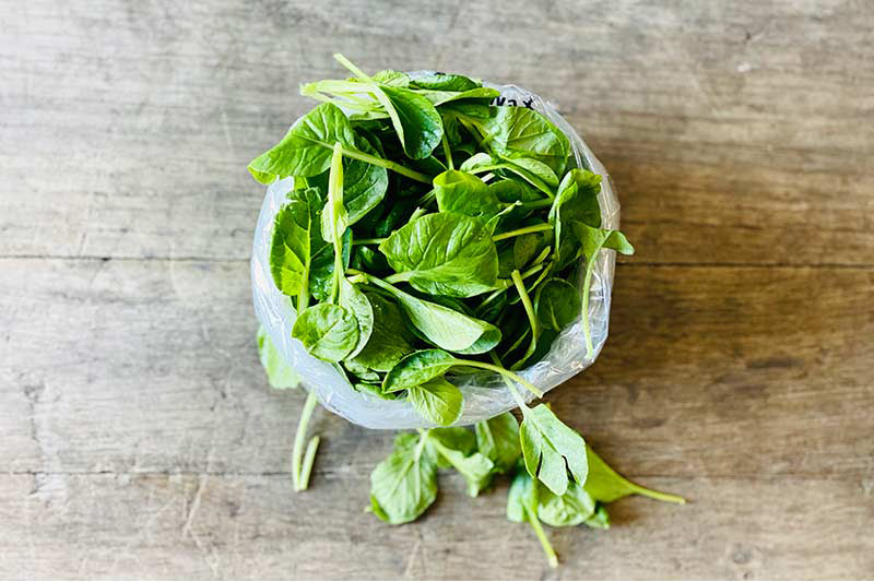 Organic Baby Tatsoi – Farm Link Hawaiʻi