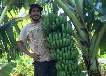 Organic Gros Michel Banana – Farm Link Hawaiʻi