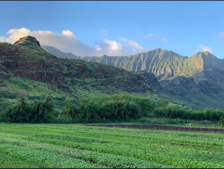 MA‘O Organic Farms – Farm Link Hawaiʻi
