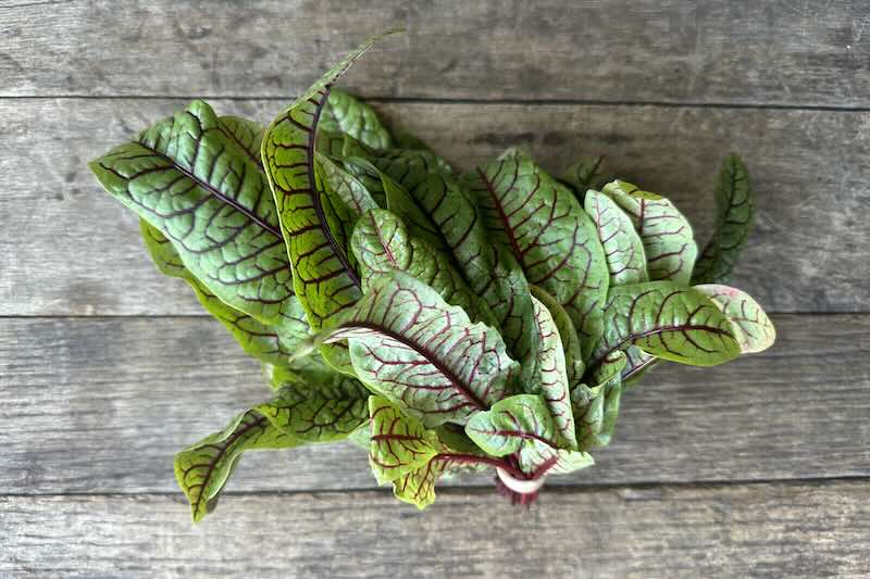 Red Sorrel – Farm Link Hawaiʻi